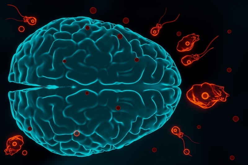 Brain-eating amoeba infection